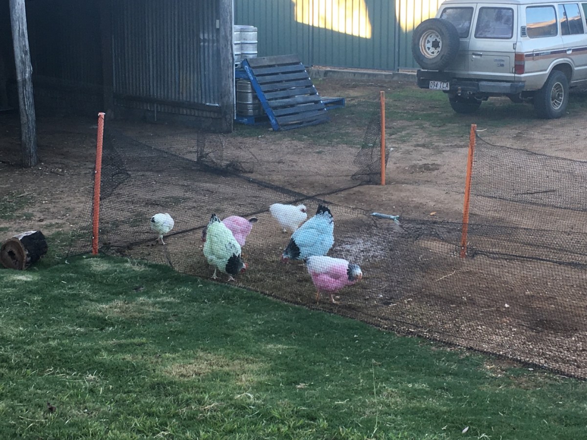 Tambo Chicken Races – The Daily Snail